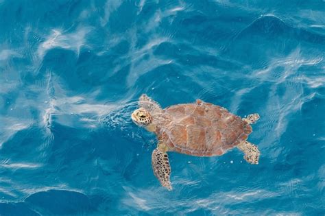 Premium Photo Sea Turtle At The Gulf Of Mexico