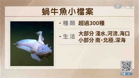 會游泳的果凍 現身日本伊豆小笠原海溝 Youtube