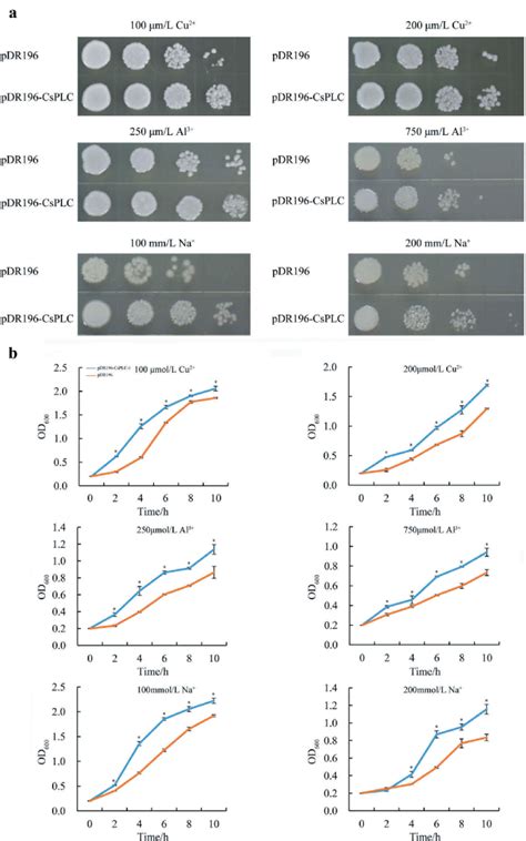 Effects Of Heterologous Expression Of Csplc 3 On Cu 2 Al 3 And Download Scientific