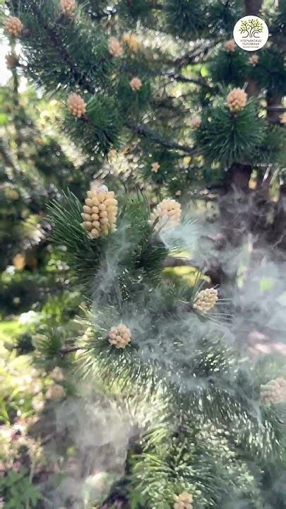 Пыльца сосны горной Компакт Джем в замедленной съемке Shorts огород дача сад сосна Youtube