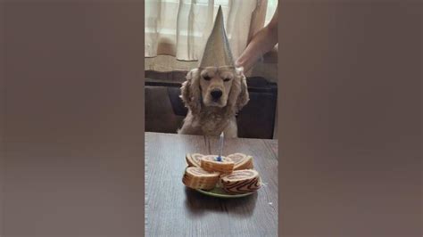 სემი ერთი წლისაა 😁💕💕💕 Youtube