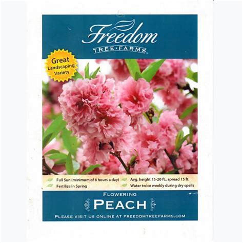 Freedom Tree Farms Flowering Corinthian Rose Peach 5 Gallon Rural King