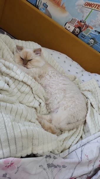 Кот ищет дом где он будет вновь нужным и любимым Котику 12 лет всю