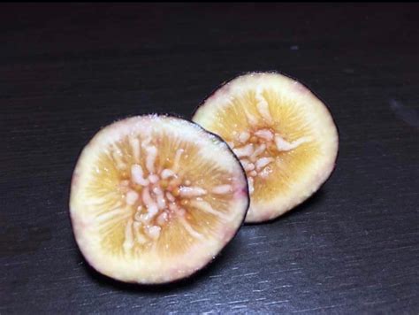 สวนมะเดื่อฝรั่ง Fig For Health ผลไม้เพื่อสุขภาพ จำหน่ายผลสด และ กิ่งพันธุ์ Amphoe Kuchinarai