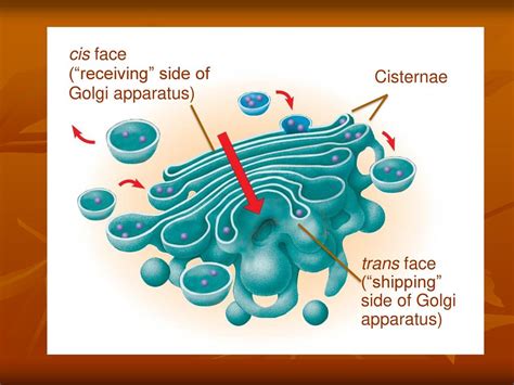 Cell Structure Chapter 4 Ppt Download