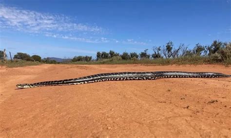 Giant Python Slithers Across Barren Australian Landscape In Rare Sighting Yahoo News Canada