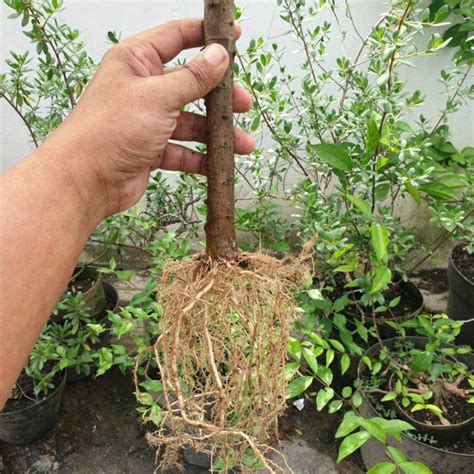 Jual Bahan Bonsai Anting Putri Mikro Prokar Shopee Indonesia