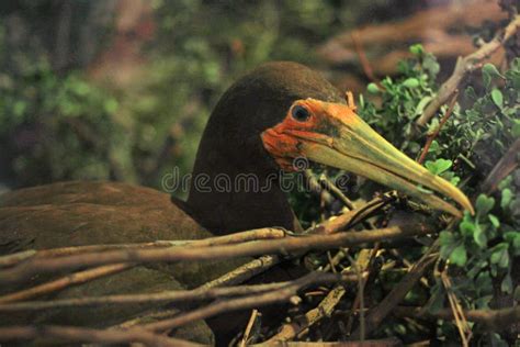 Bird Specimen Editorial Image Image Of Animal Mediumsized 121046245
