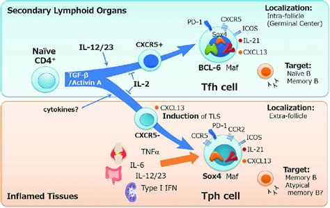 Differentiation Of Tfh And Tph Cells In Humans Smad2 And Smad3
