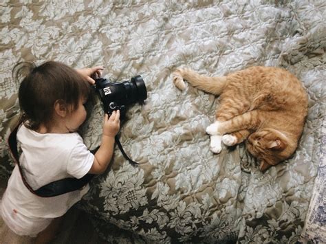 Про коррупцию и котиков | Пикабу