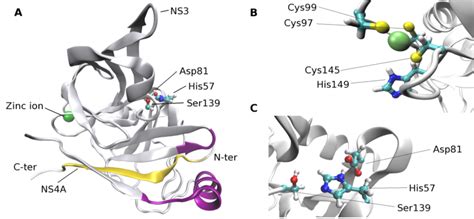 Ribbon Model Of The Ns3 4a Protease Domain Based On The Crystal