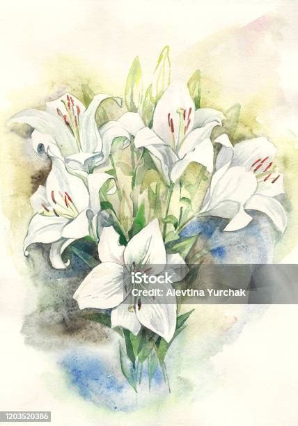Lili Putih Ilustrasi Stok Unduh Gambar Sekarang Alam Alamiah