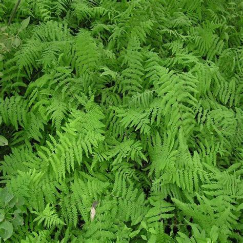Givhandys 4 In Potted Marsh Fern Bogmarginal Aquatic Pond Plant