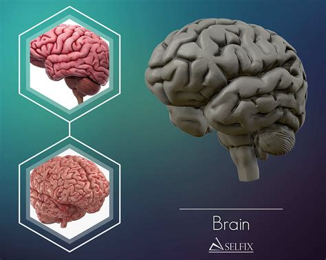 Human Brain D Model Ready To D Print D Model D Printable CGTrader