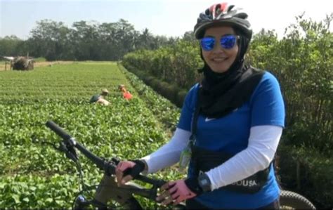 Wisata Bersepeda Di Jalur Pertanian Olah Raga Sekaligus Petik Sayur