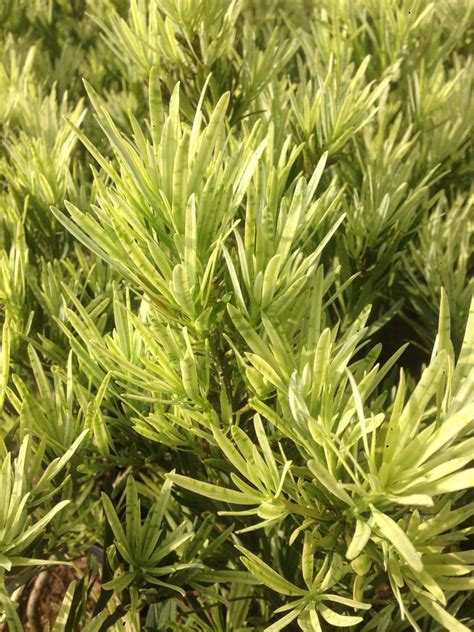 Podocarpus Macrophyllus Trees And Shrubs Online Podocarpus Macrophyllus Trees And Shrubs Online