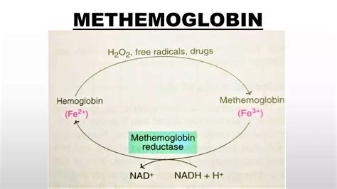 Structure Of Hemoglobin And Myoglobin Pptx