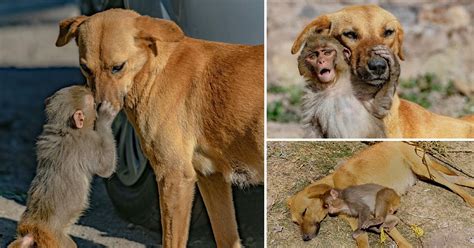 Compassionate Dog Becomes Surrogate Parent to Orphaned Monkey Following Tragic Loss - Pet Lovers