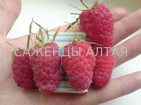 Малина "Сказка"