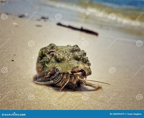 Barnacle Covered Hermit Crab On Gulfport Mississippi Beach Stock Image