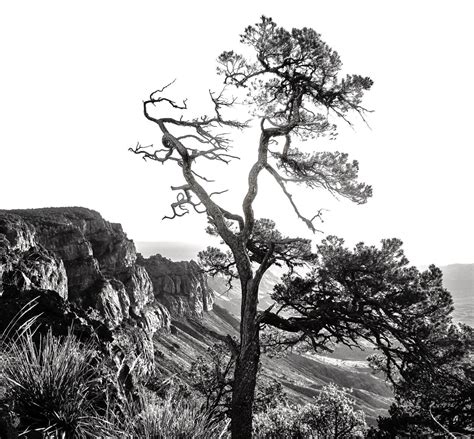 The South Rim Of Big Bend Np Oc Rnationalpark