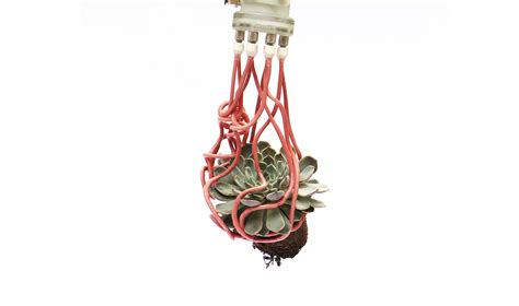 Tentacle Robot Can Gently Grasp Fragile Objects