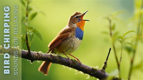 Birds Sounds Birds Singing Without Music 3 Hour Bird Sounds