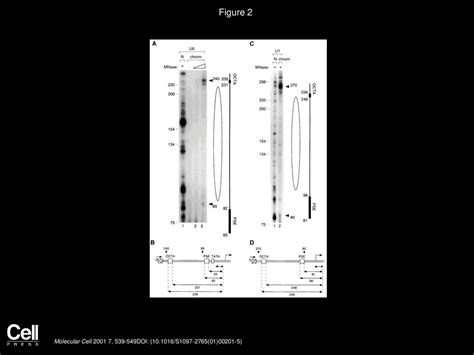 Xinyang Zhao P Shannon Pendergrast Nouria Hernandez Molecular Cell