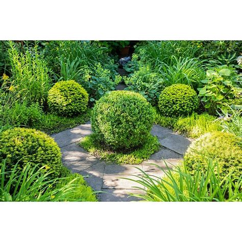 Piardino Buchsbaum Buxus Sempervirens Bauhaus