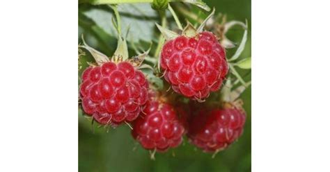 Малина нектарная (малино-поляничный гибрид) купить с доставкой в ...
