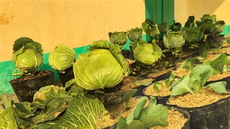 Organic Cabbage Gardening In Pots Tips And Trick