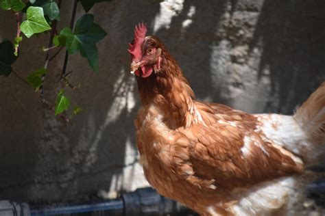 Gallus Gallus 6 By Anamuraalente On Deviantart