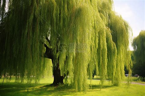 柳树下的乡村公园高清图片下载 正版图片600602392 摄图网