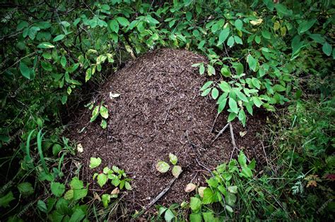 Premium Photo Large Anthill In The Forest On A Green Grass Background