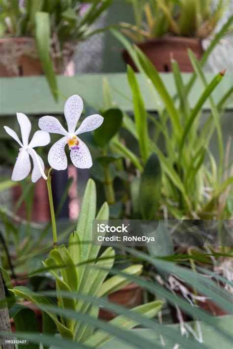 팔레노시스 또는 나방 Dendrobium 오키드 꽃 흰색 오키드 흐림 배경에 격리 나비 오초 백색 성골 나초의 클로즈업 0명에