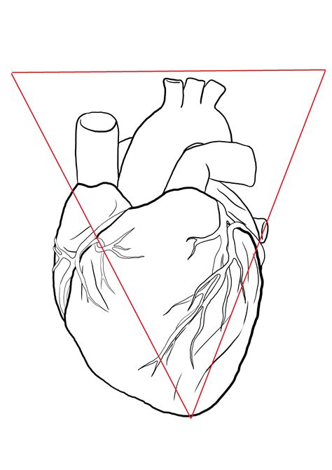 Comment Dessiner Un Coeur Humain Blog Dessindigo