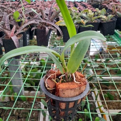 Rth Siam Fancy Wing Of Fire Plantzon