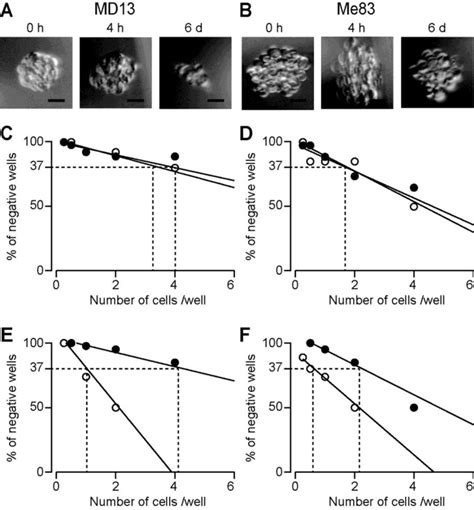 Limiting Dilution Sphere Formation Assay Bars Represent 50 μm A B