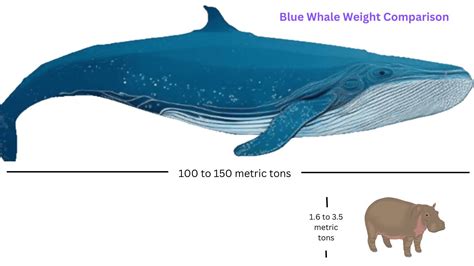 Blue Whale Size Comparison Exploring The Enormity Of These Majestic