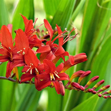 20x Crocosmia Lucifer Rouge Acheter