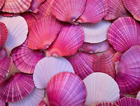 Ai Generated Illustration Wildlife Concept Of Sea Shell Scallop Fan