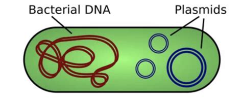 Bio 2c03 Unit 6 Genetic Analysis And Mapping In Bacteria And Bacteriophages Flashcards Quizlet