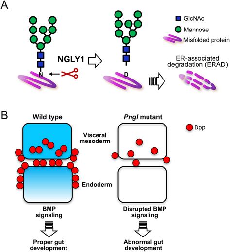 Signaling Enzymatic Insights Into An Inherited Genetic Disorder Elife
