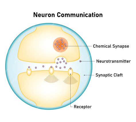 Premium Vector Neuron Communication Chemical Synapse Neurotransmitter