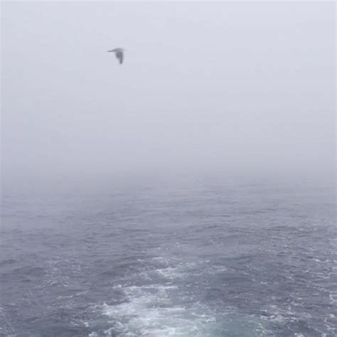 Stream Setting Sail Scene By Grisly Faye Listen Online For Free On