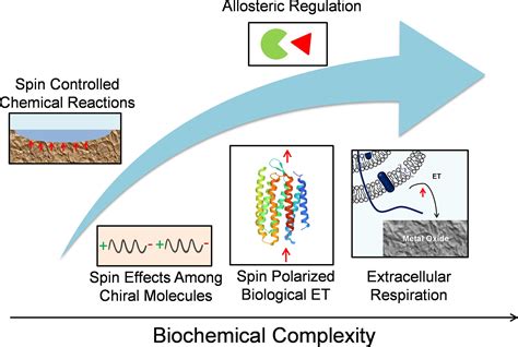 Homochirality And Chiral Induced Spin Selectivity A New Spin On The