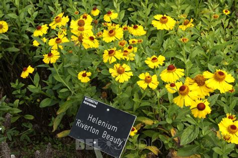 Цветочные бордюры в Wisley RHS Garden - Пит Удольф (Piet Oudolf ...