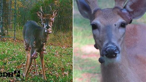 ‘mutant Deer Covered In Fleshy Warts Spotted After ‘frankenstein
