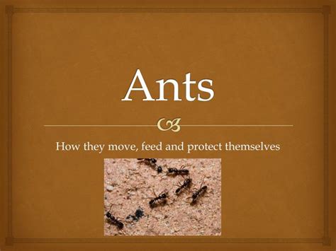 Ppt Ants Powerpoint Presentation Id2516520