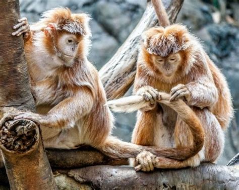 Monkey Name Generator Find Out The Good Monkey Names